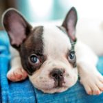 Balmain Village Veterinary Clinic | Pure Animal Health