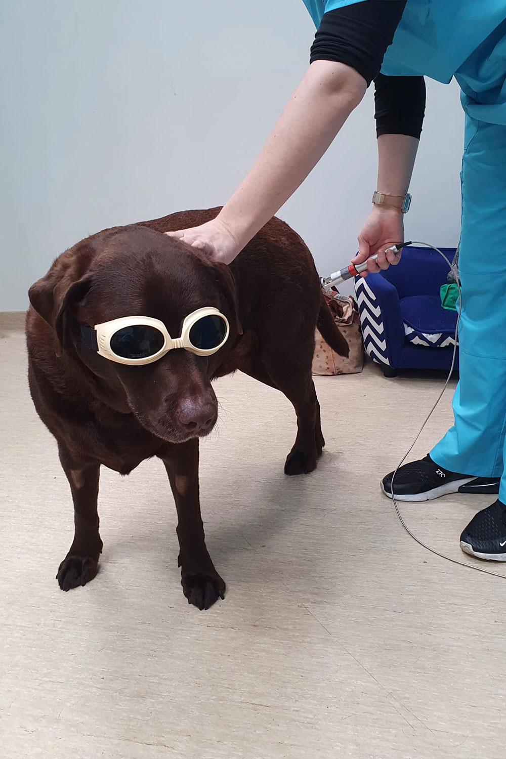K-Laser Therapy | Balmain Village Veterinary Clinic