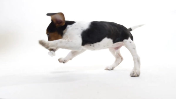 Balmain Village Veterinary Clinic | Pure Animal Health